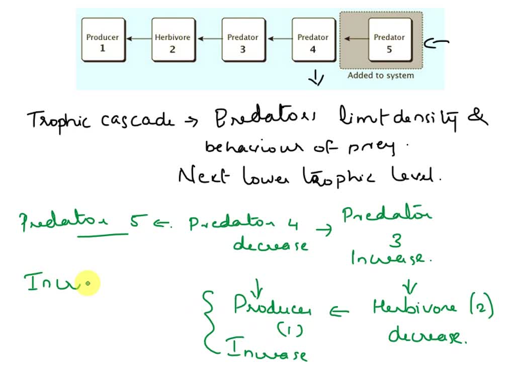 In a system with four trophic levels (producers, herbivores, and two ...
