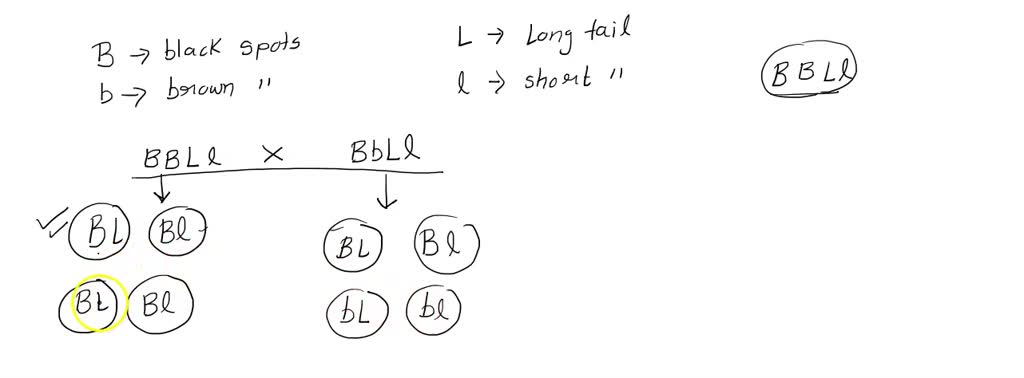 SOLVED: In one type of dog, black spots (B) are dominant over brown ...