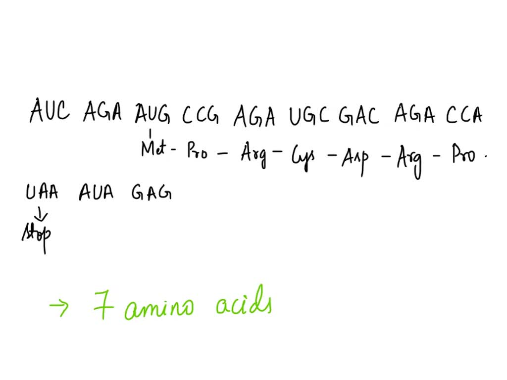 SOLVED: The following mRNA is produced during a transcription process ...