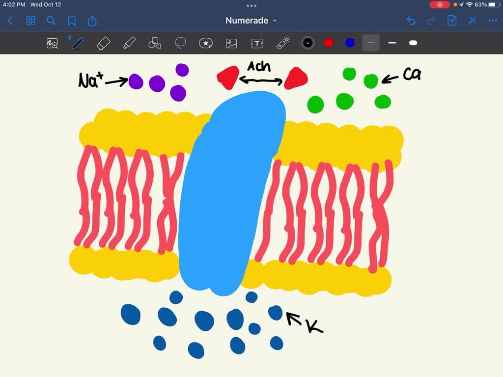 SOLVED: Exercise 3 In the space below; sketch fully labeled epresentation of the cross section ...