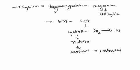 The cell cycle is disrupted when a cell that is undergoing mitosis ...