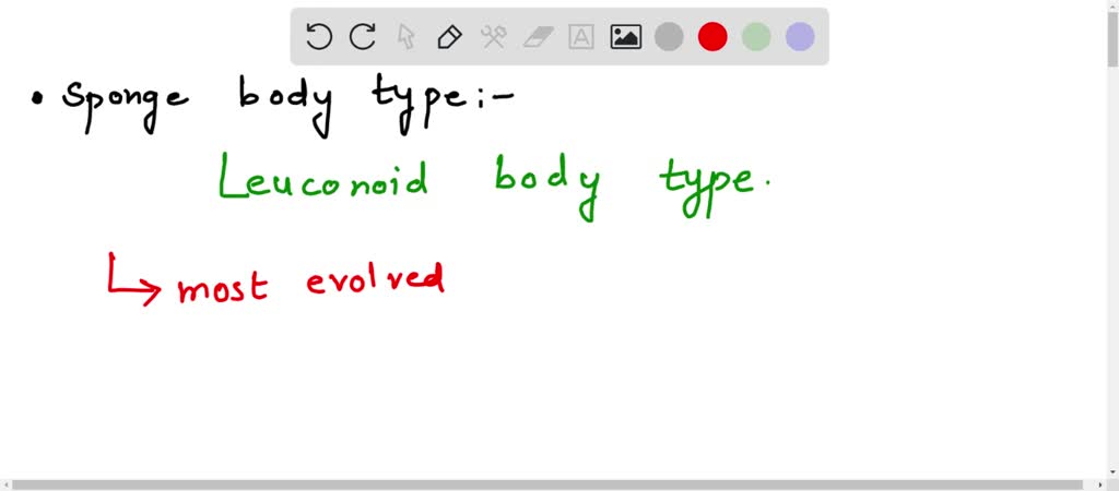 SOLVED: Which sponge body type is represented in this illustration ...