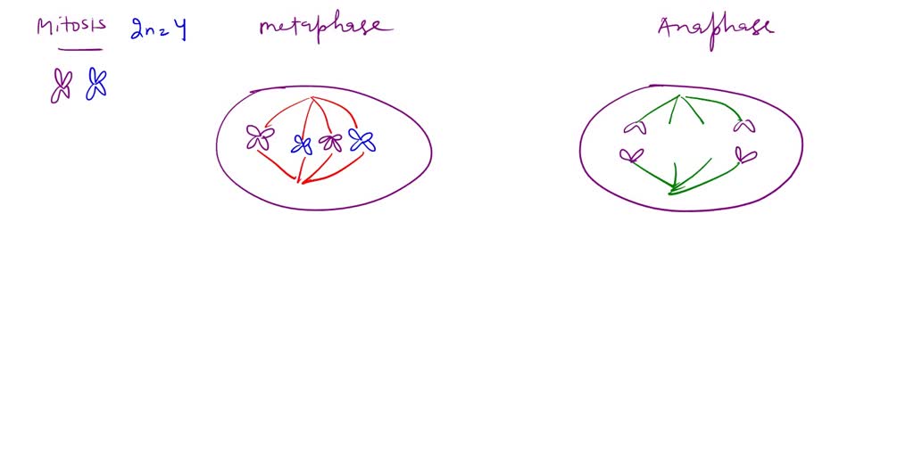 SOLVED: Using Two Different Colors to Signify the Maternal and Paternal ...