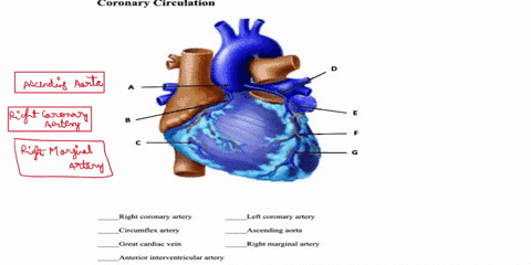 The circumflex branch and the anterior descending artery are...