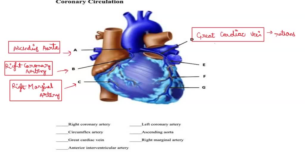 SOLVED: The great cardiac vein runs alongside the Multiple Choice ...