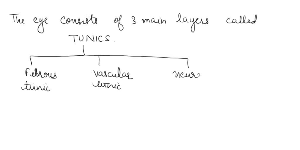SOLVED: Ciliary Processes of Iris Scleral Pigmented Epithelium Iris ...