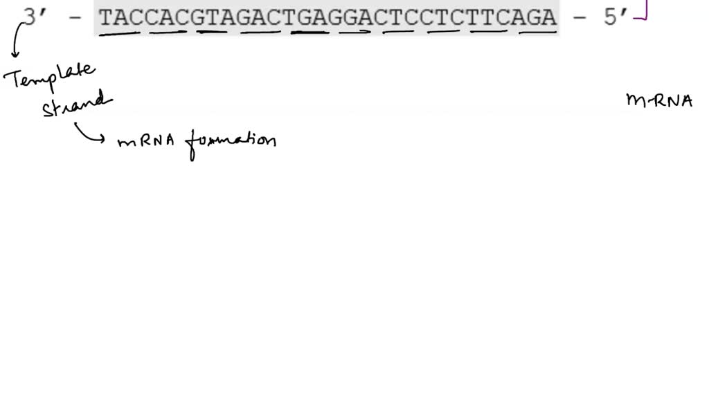 The DNA sequence of the HbA (wild-type) allele coding for the first ten ...