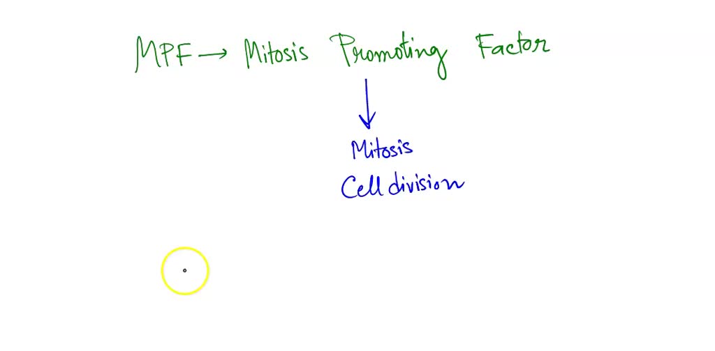 SOLVED: What does the Mitosis Promoting Factor (MPF) Cyclin ...