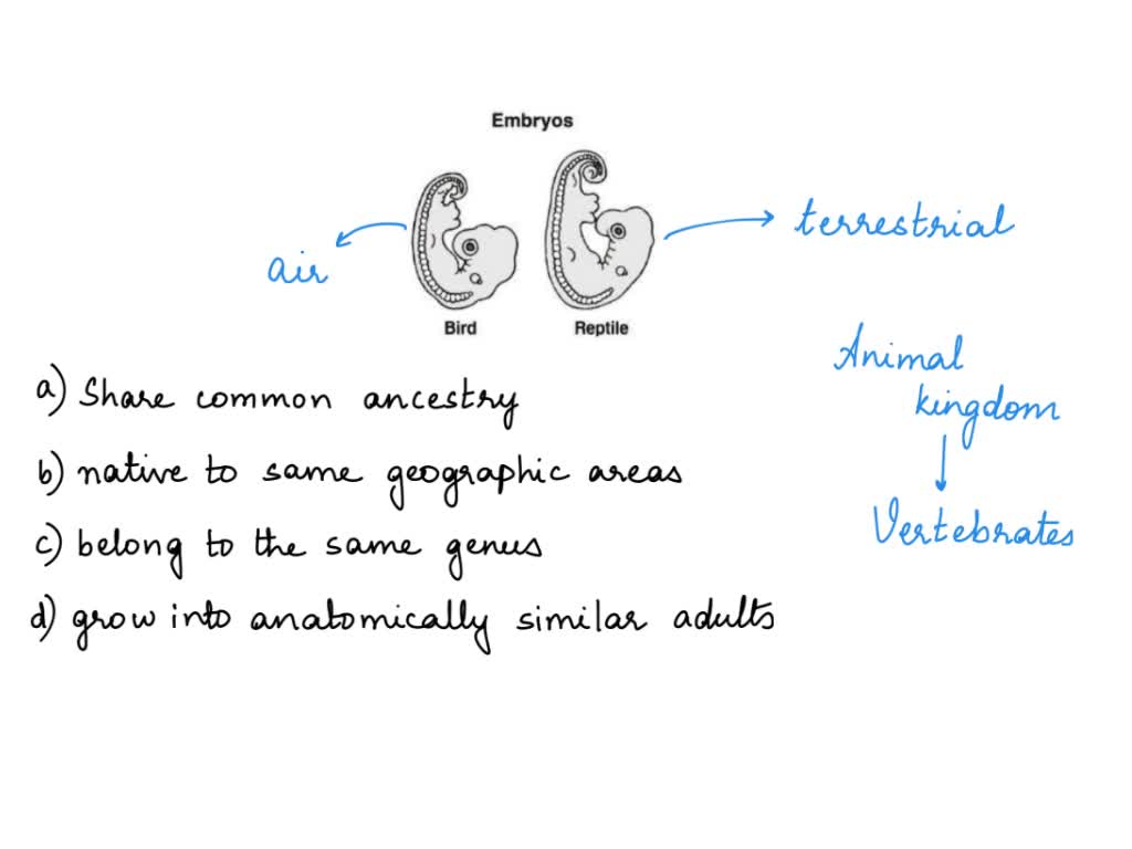 SOLVED: Please help me???!!! Embryos Bird Reptile The diagram ...