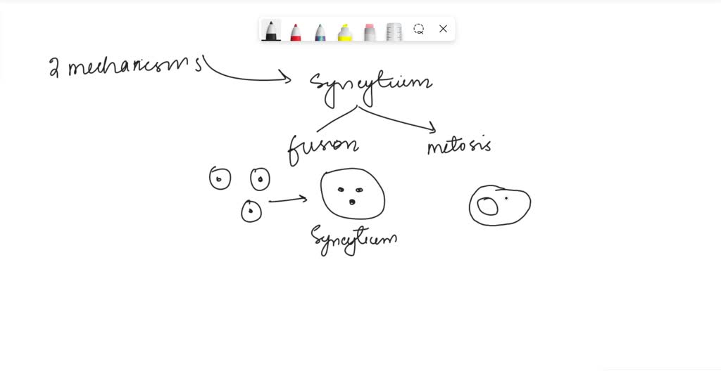 SOLVED: A syncytium is a "cell" that contains more than one nucleus ...