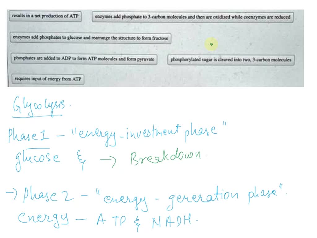 SOLVED: In the cleavage phase of glycolysis: - Phosphate groups are ...