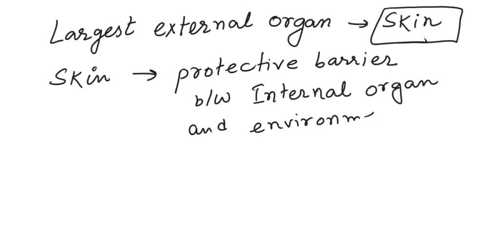 SOLVED: The largest internal organ of the human body is the liver. It ...