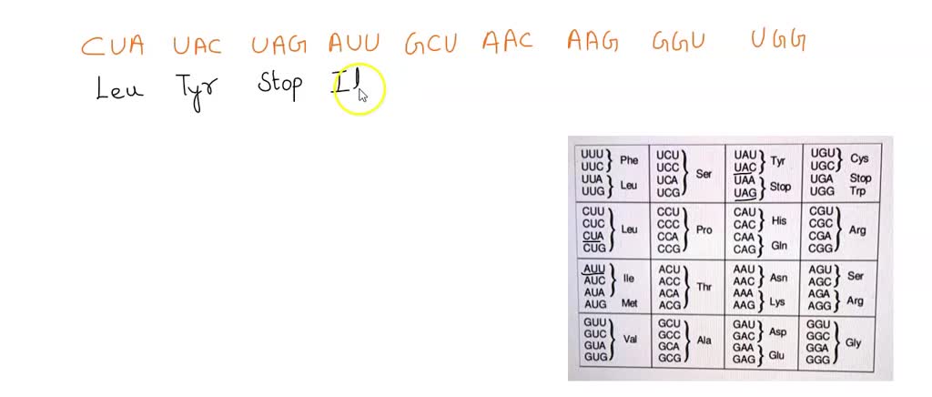SOLVED: Use the codon table below to translate this sequence to an amino acid sequence ...