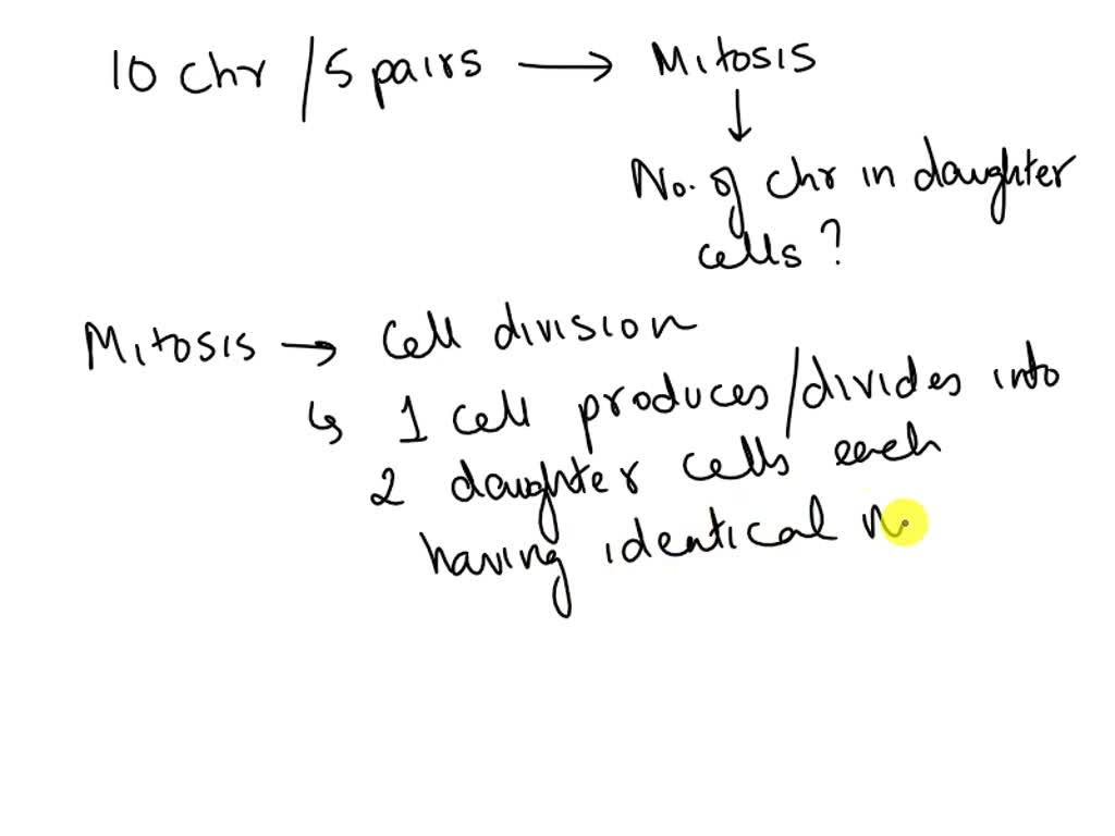 Solved If A Diploid Cell That Has A Total Of 10 Chromosomes 5 Pairs Were To Undergo Mitosis