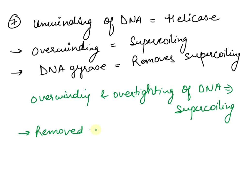 SOLVED: During replication, overwinding - overtightening of DNA is called supercoiling and ...