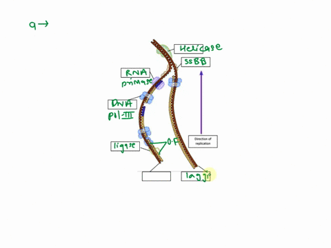 13 7 pts replication is bidirectionaland semi discontinuous...