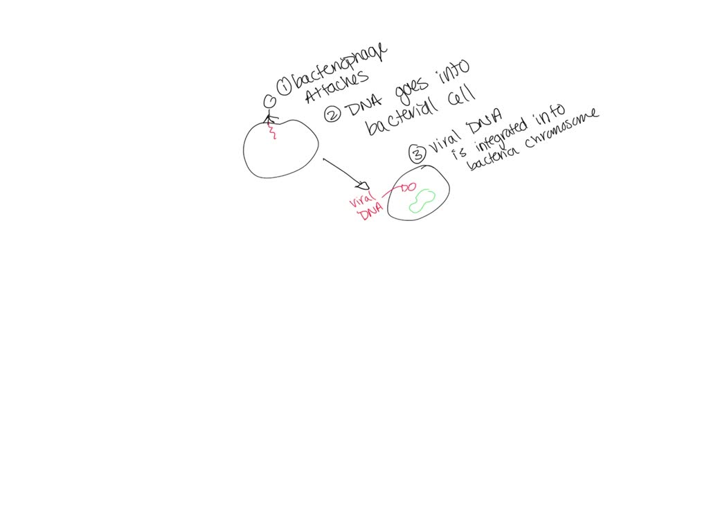 Solved Place The Following Stages Of The Lysogenic Cycle Of A Bacteriophage In The Correct