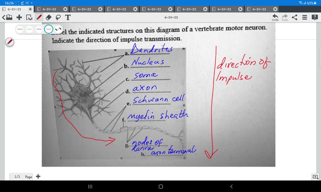 SOLVED: Activity 3 Label the indicated structures on this diagram ofa ...