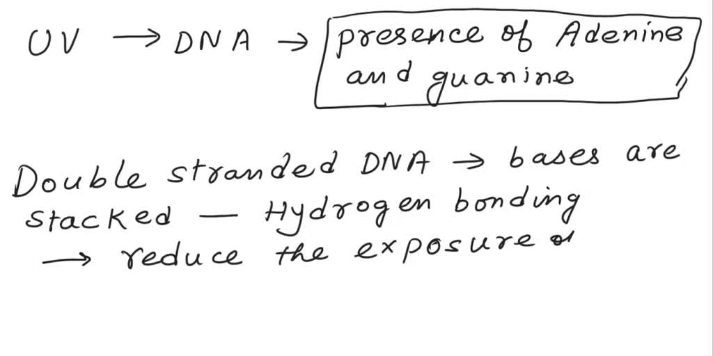 SOLVED: Please explain why a denatured DNA sample will absorb more UV ... SOLVED: Please explain why a denatured DNA sample will absorb more UV ...
