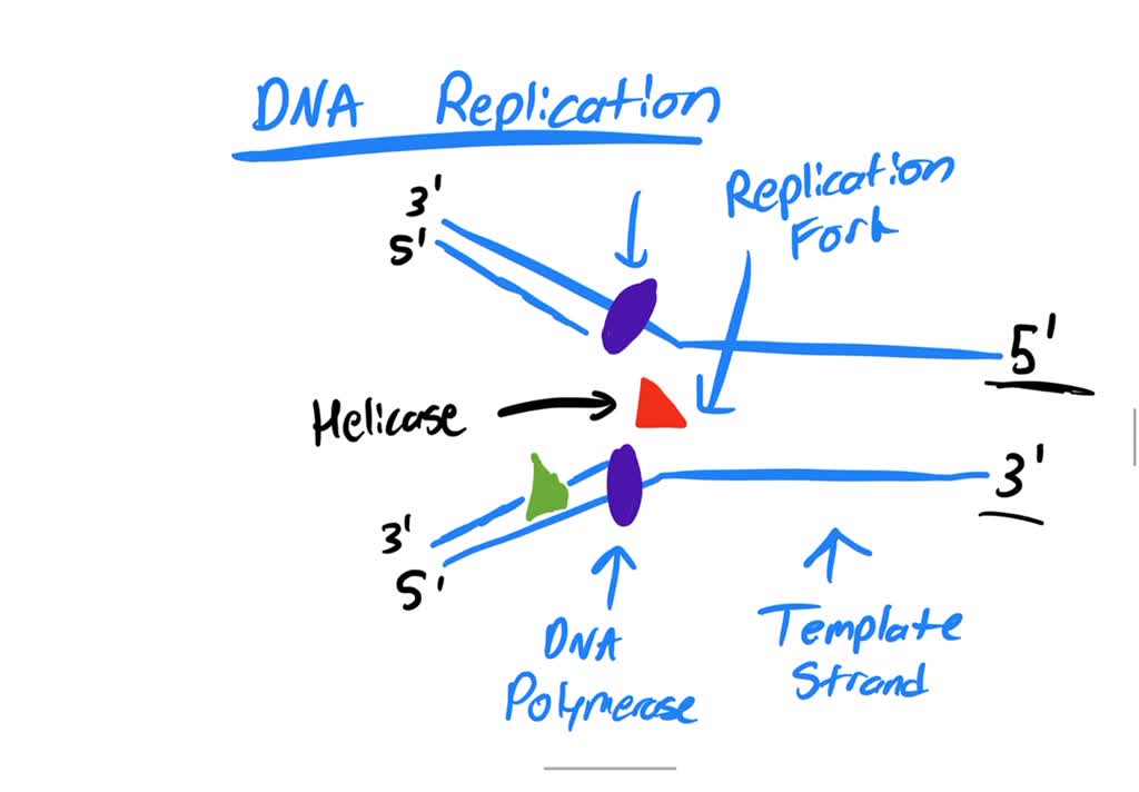 SOLVED: Label a dna replication diagram