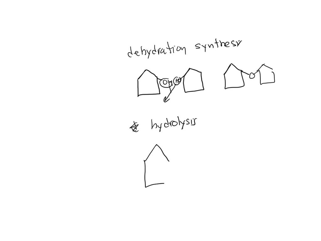 SOLVED: dehydration synthesis loses a water molecule to build a larger ...