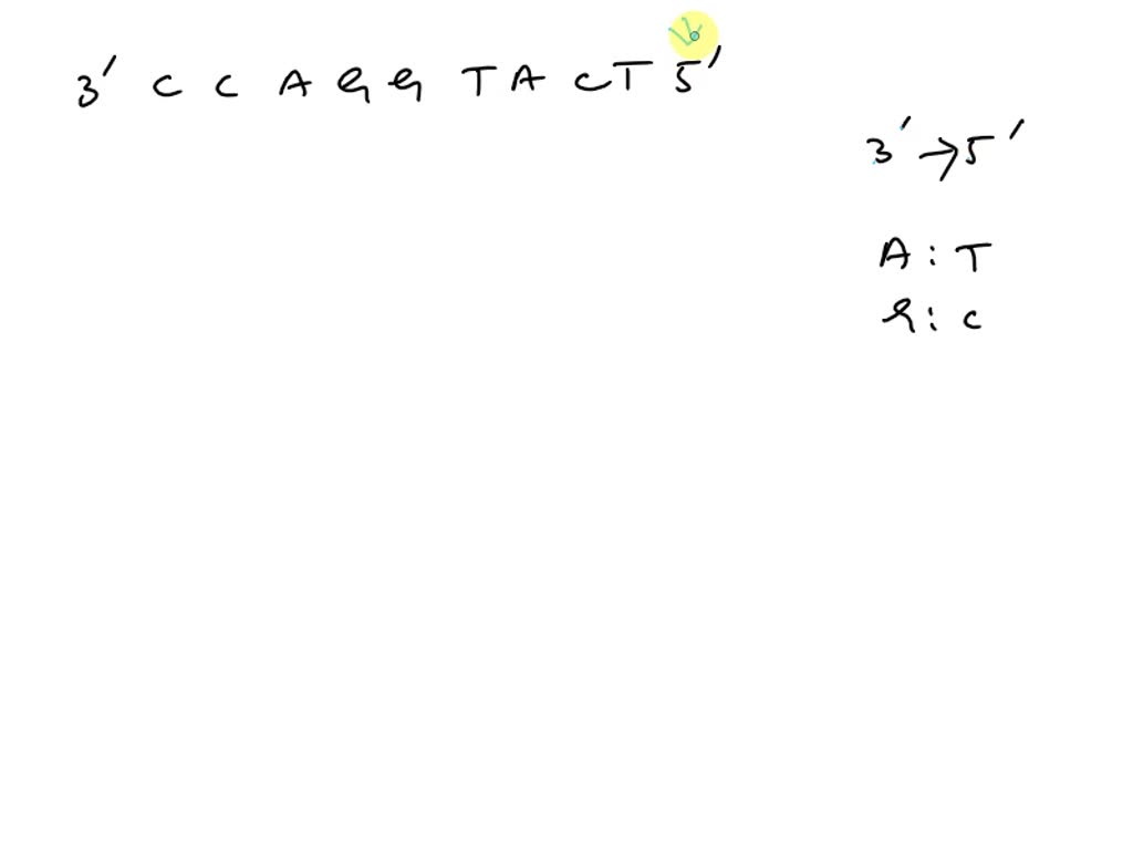 SOLVED: Draw out the following DNA sequence on a white sheet of paper along with its ...