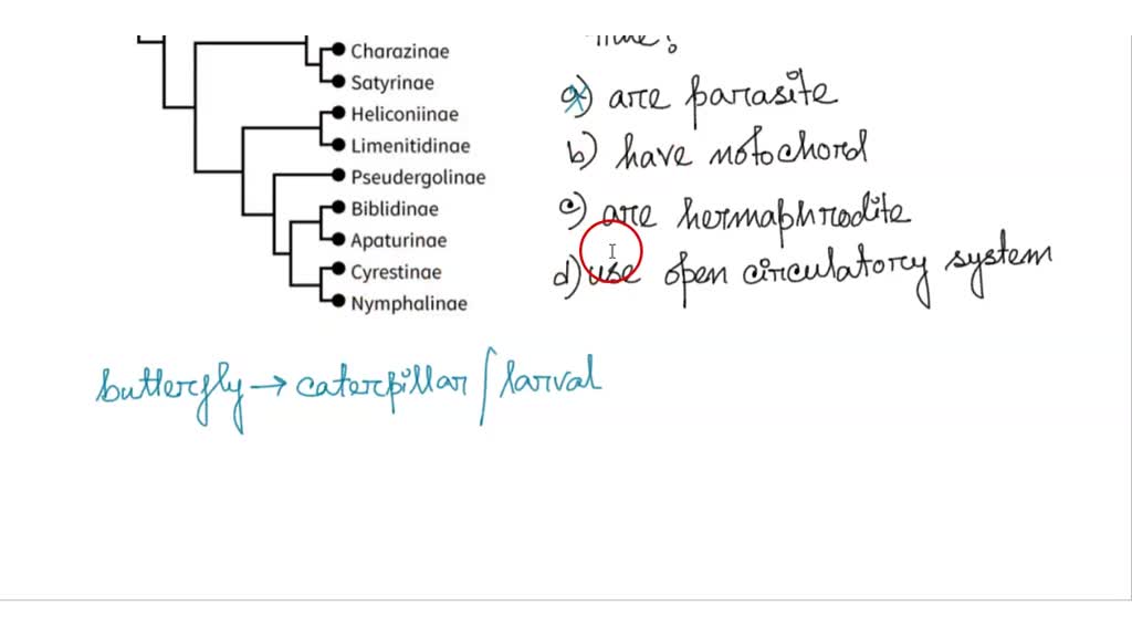 SOLVED: The largest family of butterflies, Nymphalidae, consists of ...