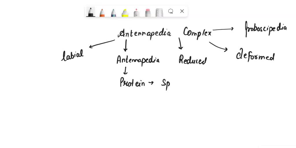 SOLVED: The homeotic mutation Antennapedia causes mutant Drosophila to have legs in place of ...