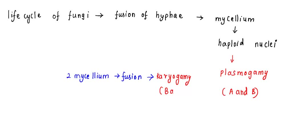 SOLVED: In the fungal life cycle shown below, what process occurs ...