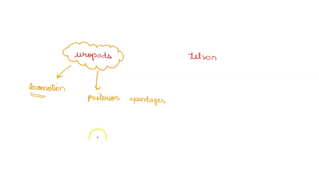 SOLVED: What is the function of the uropods and telson, and what ...