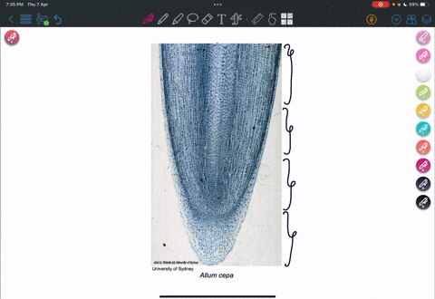 Root and Shoot Tips Allium (onion) root tip Coleus Shoot Tip