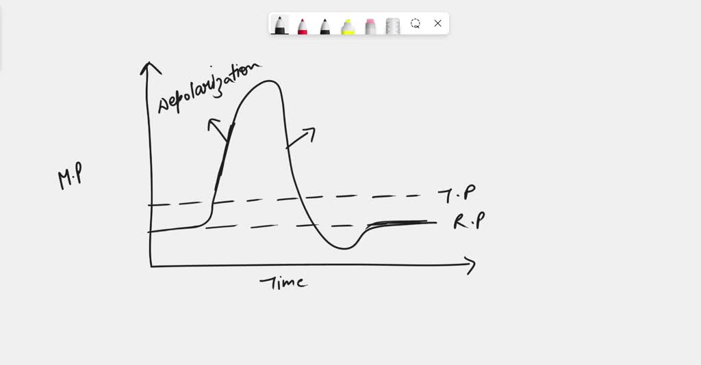 SOLVED: Below is an action potential. a. Label each phase b. Label the ...