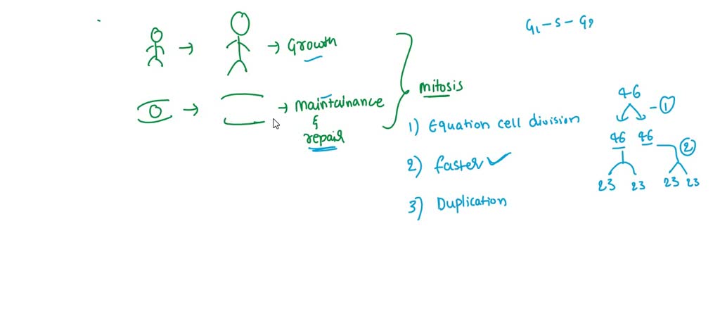 SOLVED: The process of cell division that results in growth and repair ...
