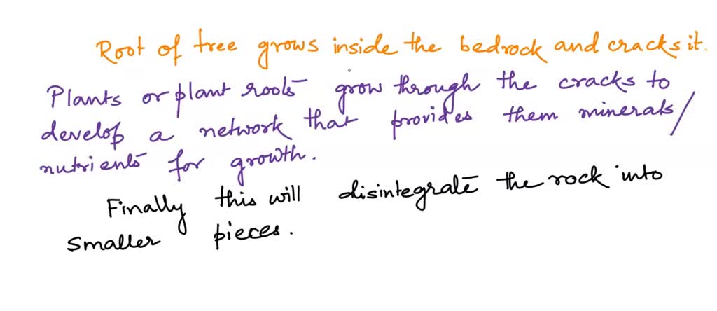 SOLVED: 'The diagram below shows the stump of a tree whose root grew ...