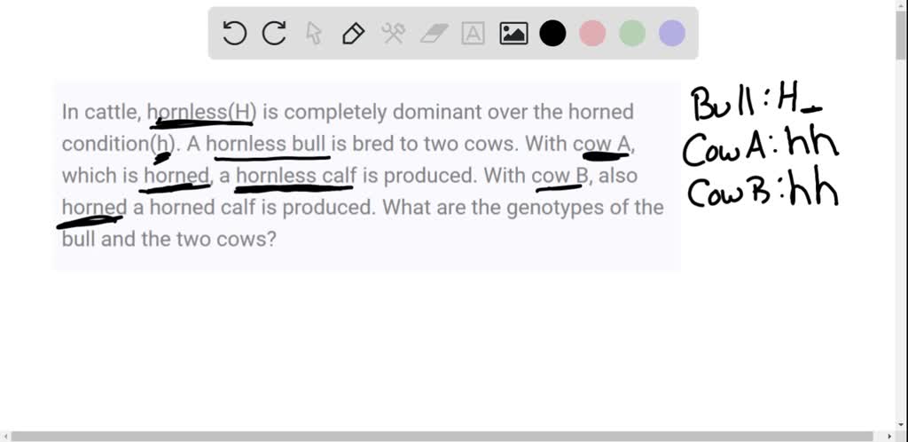 SOLVED: In cattle, hornless(H) is completely dominant over the horned ...