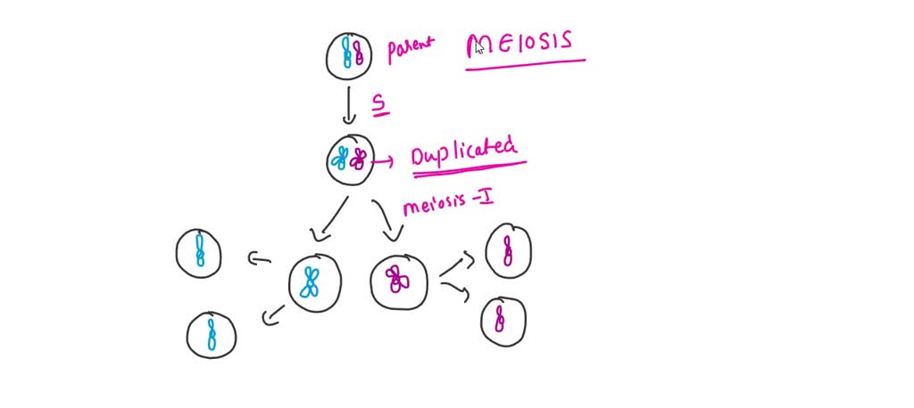SOLVED: This diagram represents which process? mitosis endocytosis ...