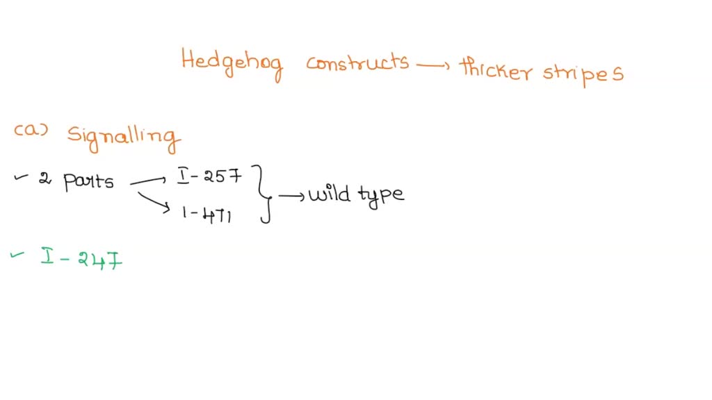 SOLVED: If you overexpress various Hedgehog constructs (panel A) in ... SOLVED: If you overexpress various Hedgehog constructs (panel A) in ...