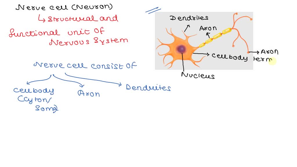 SOLVED: 1. What type of cells produce the myelin sheath in the central ...