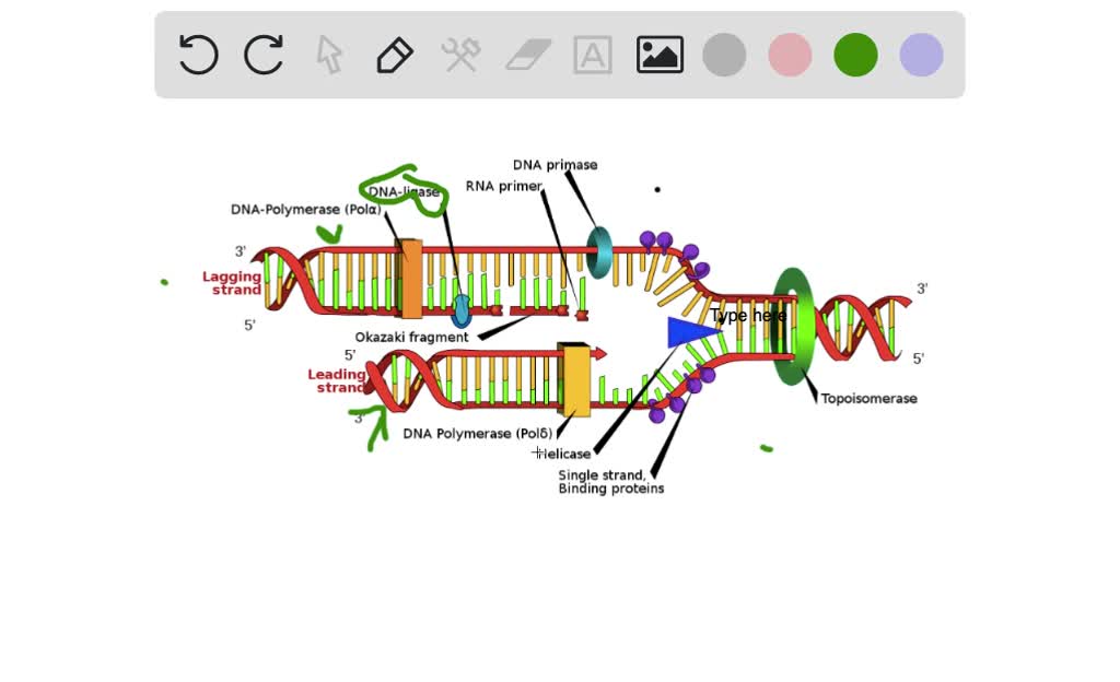 SOLVED: Thoroughly explain the steps involved in DNA replication, be ... SOLVED: Thoroughly explain the steps involved in DNA replication, be ...
