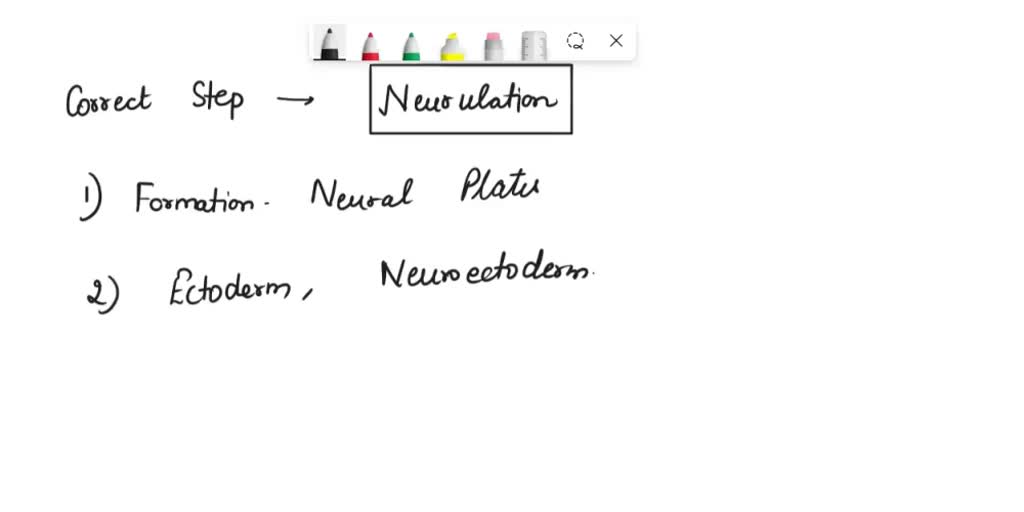 SOLVED: The development of the neural tube, neurulation, is a complex ...