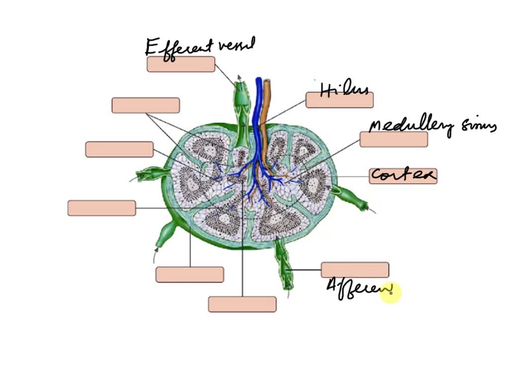 Label the structures in the photomicrograph based on the hints provided ...