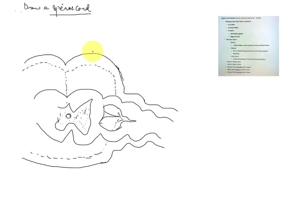 SOLVED: Spinal Cord Models (not all structures seen on all models ...