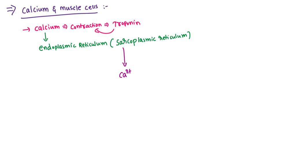 SOLVED: 12. In which organelle are calcium ions stored in muscle cells ...