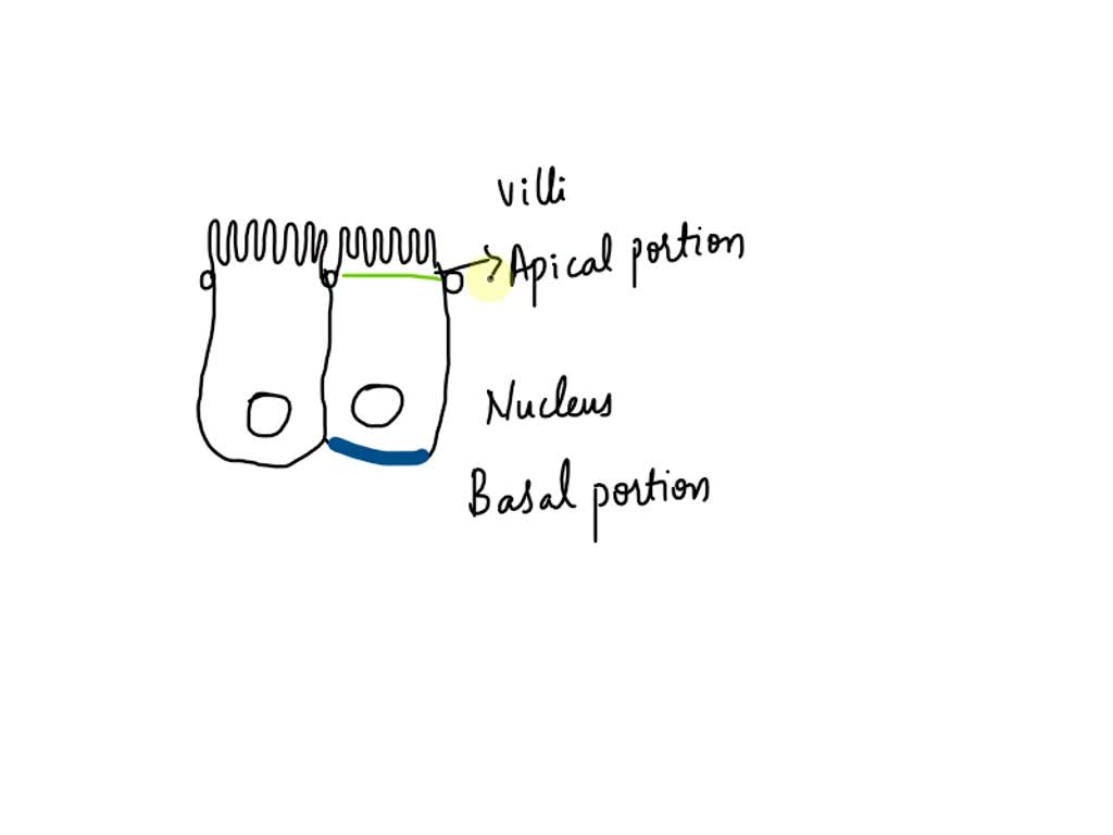 SOLVED: Epithelial tissue Draw a typical epithelial cell, include the ... SOLVED: Epithelial tissue Draw a typical epithelial cell, include the ...