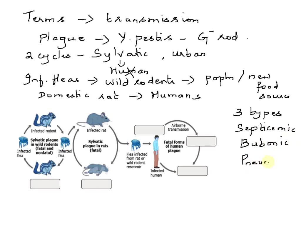 SOLVED: 'Rank the types of plague by how virulent they are in their ...