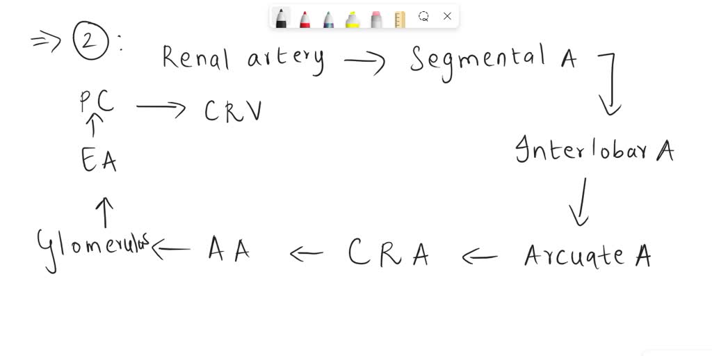 SOLVED: Texts: 1. Trace the pathway of blood flow through the kidneys ...