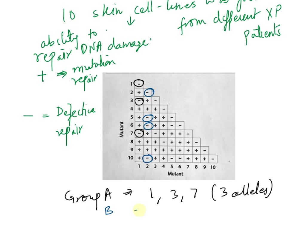 SOLVED: Xeroderma pigmentosum (XP) is an autosomal recessive condition ...