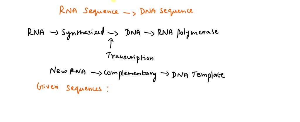 SOLVED: Draw the RNA sequence corresponding to the DNA sequence. Make ...