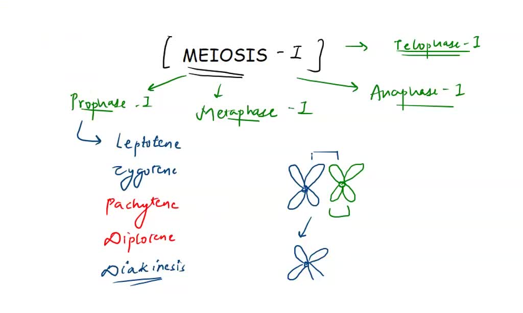 SOLVED: Crossing-over of chromatid segments during meiosis division 1 ...
