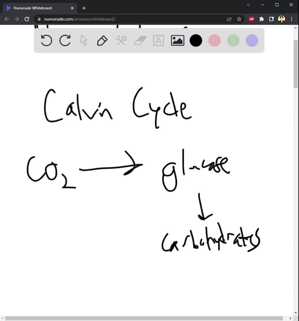 SOLVED: What are the products of the Calvin Cycle during photosynthesis ...